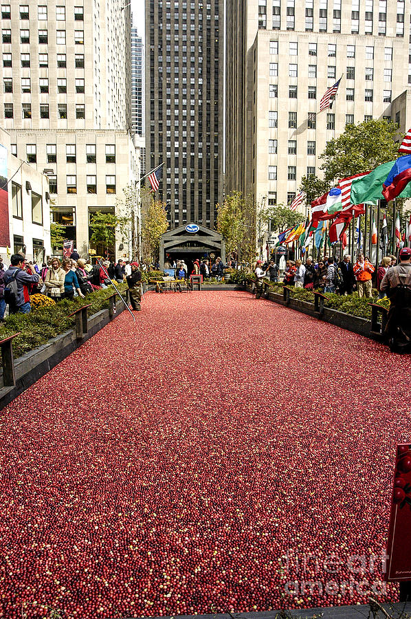 Cranberry Field at Rockefeller Center Photograph by Zbigniew Krol - Pixels