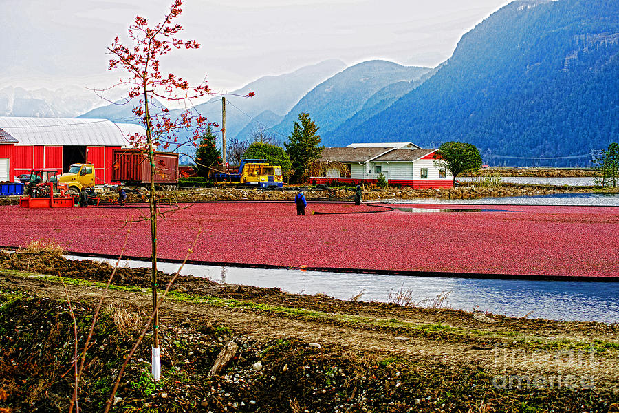 Cranberry Field Workers Photograph by Randy Harris - Fine Art America