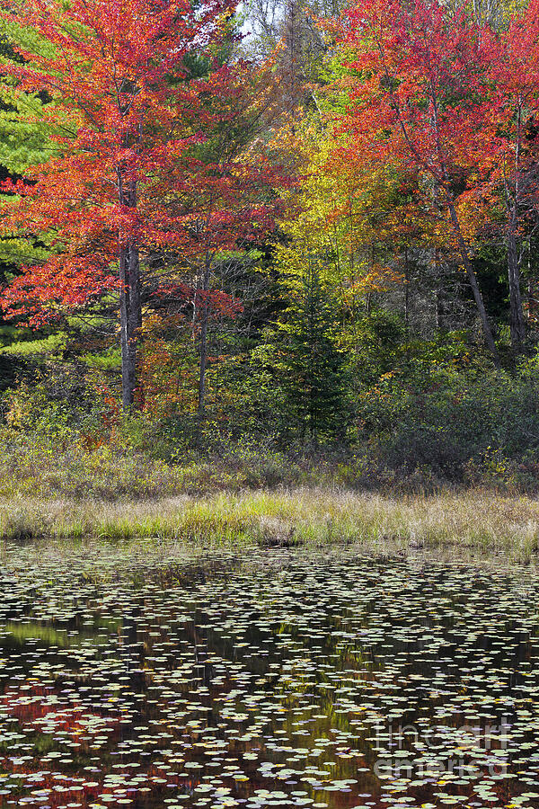 Cranberry Meadow Bog Fall Photograph by Alan L Graham - Fine Art America