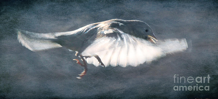 Crawl stroke Photograph by Jim Wright - Fine Art America