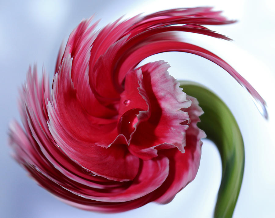 Crazy In Love Photograph By Krissy Katsimbras Fine Art America