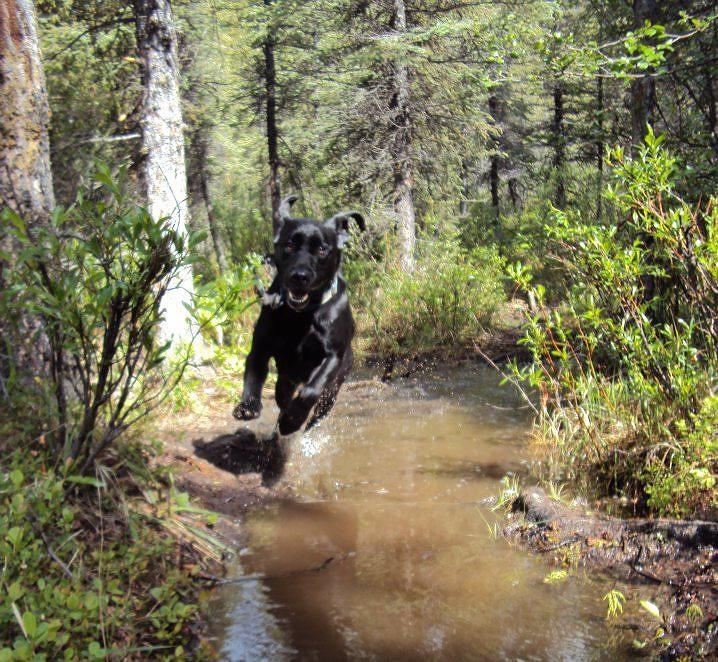Crazy Lab Photograph by Jenny Fish - Pixels