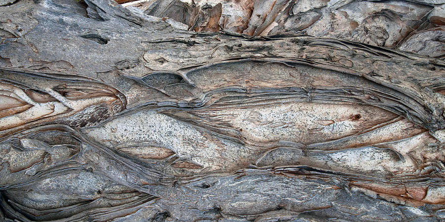 Creatures Photograph by Nancy Roux | Fine Art America