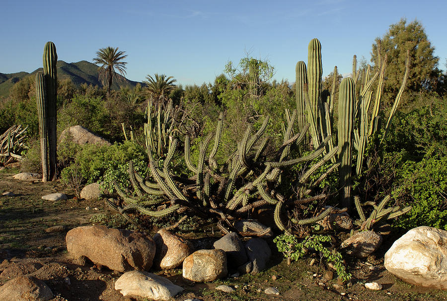 Creeping Devil, Baja Desert Photograph by Theodore Clutter | Fine Art ...