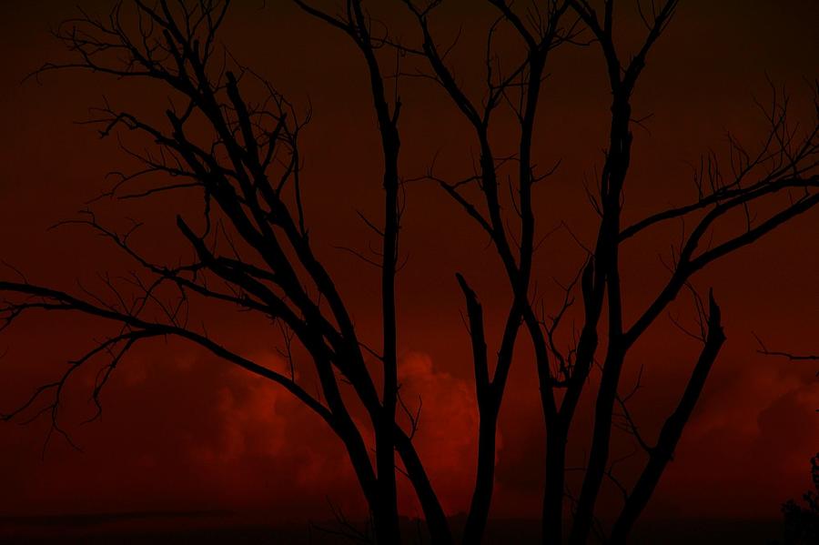 Creepy tree Photograph by Casey Mitchell - Pixels