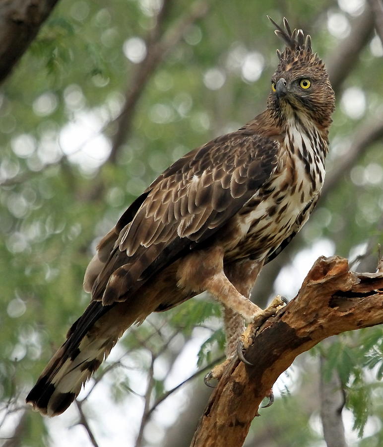 Crested Hawk Eagle Photograph by Sankaran Balaji - Fine Art America