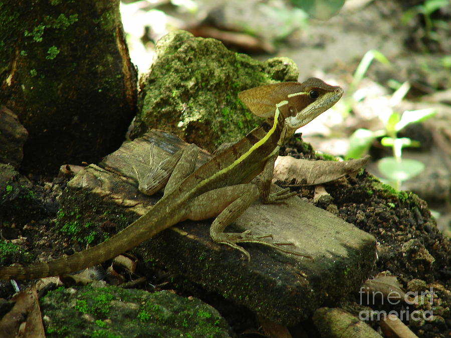 Crested Lizard Photograph by Lew Davis