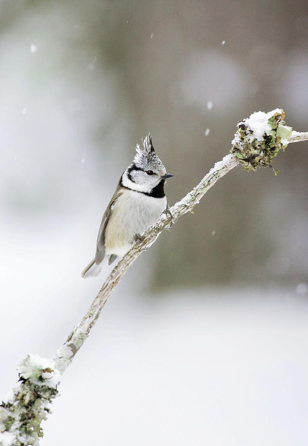 Crested Tit Photograph by Science Photo Library - Pixels