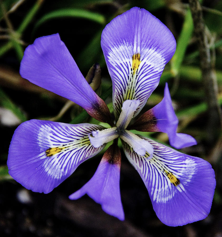 Cretan Iris Photograph by Robert Dingwall - Fine Art America