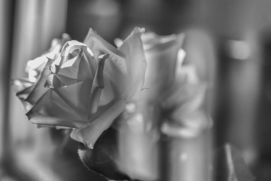 Crispy Photograph by Natalya Polyakova - Fine Art America