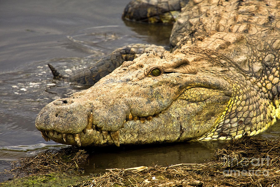 Croc Smile Photograph by Timothy Hacker - Fine Art America