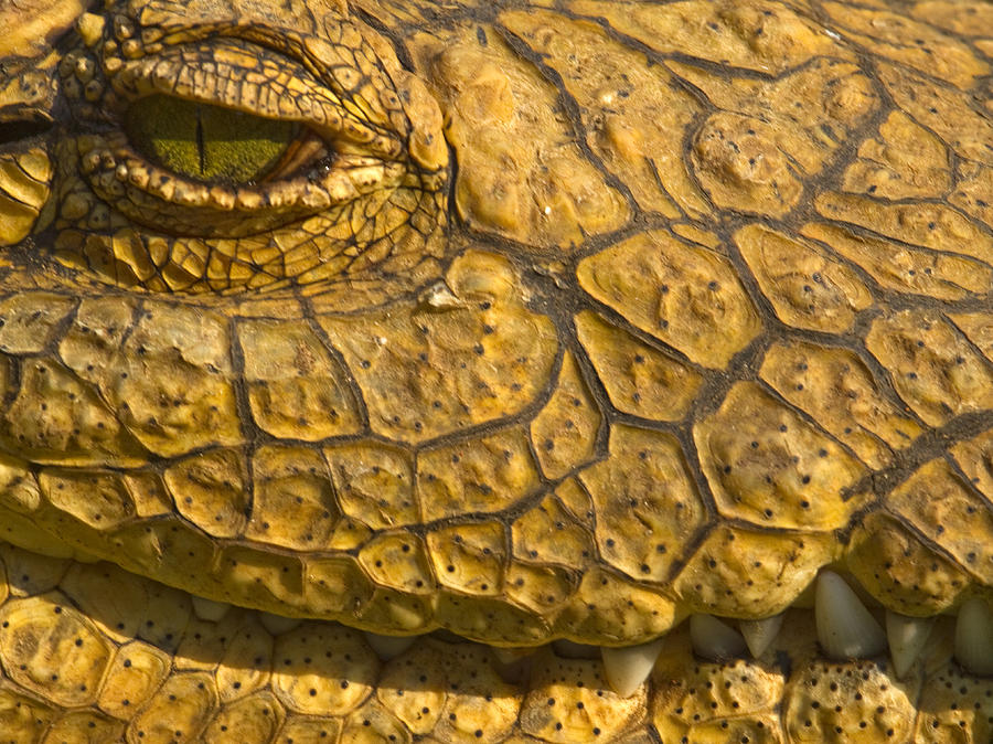 Crocodile Photograph by Lucas Guardincerri - Fine Art America