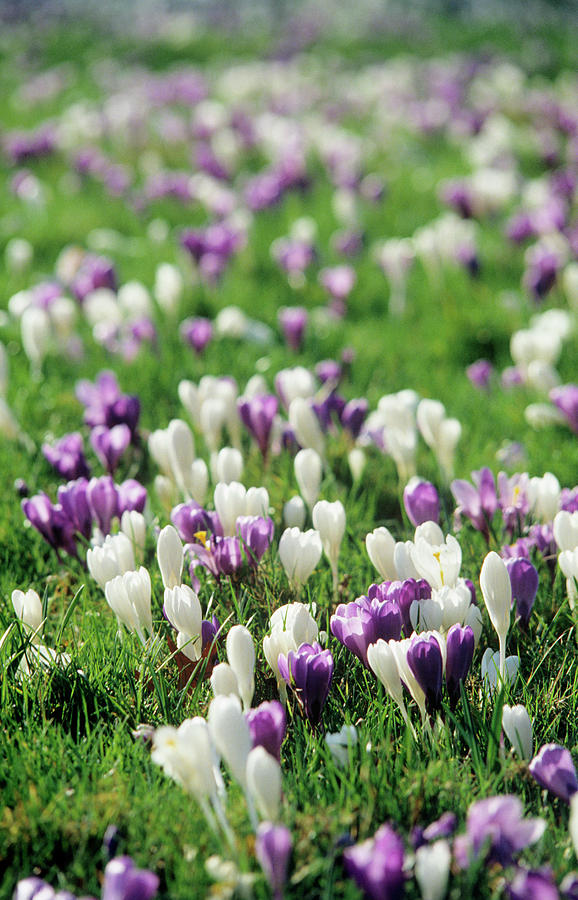 Crocus (crocus Sp.) Photograph by Rachel Warne/science Photo Library ...