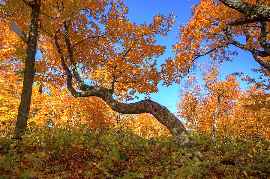 Crooked Tree Photograph by Bryan Benson - Fine Art America