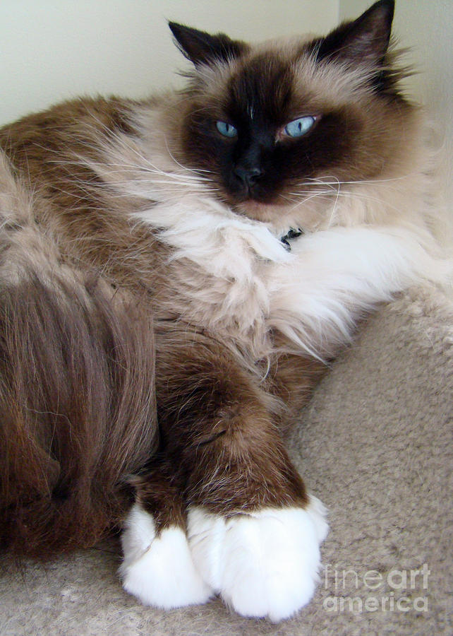 Crossed Paws Photograph by Nancy L Marshall - Fine Art America