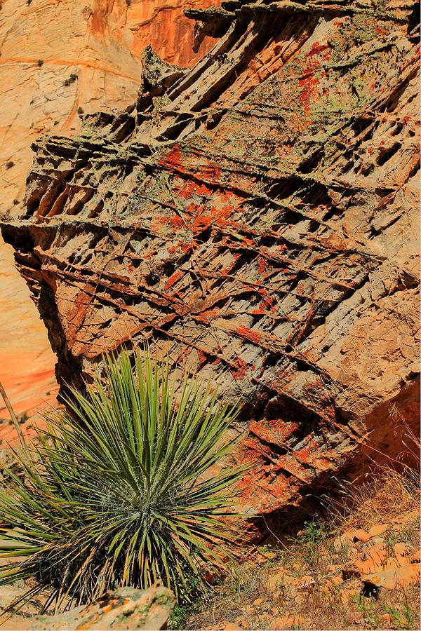 Crosshatch Photograph by Douglas Settle | Fine Art America