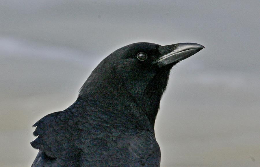 Crow close up Photograph by Donald Cramer - Fine Art America