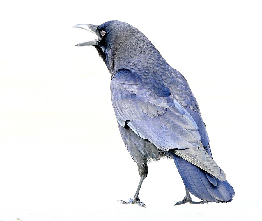 Crowing Photograph by Donald Cramer - Fine Art America
