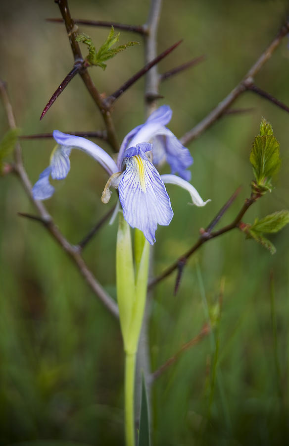 Crown of Thorns Photograph by Morris McClung - Pixels