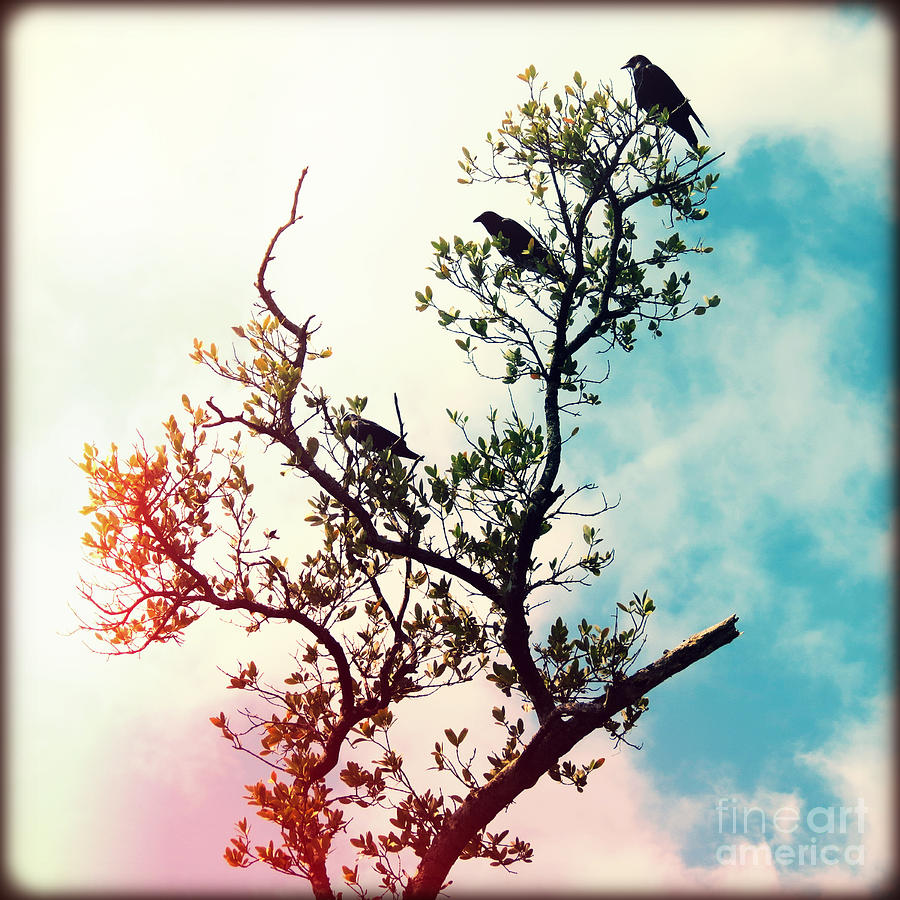 Crows Photograph by Chris Andruskiewicz - Fine Art America