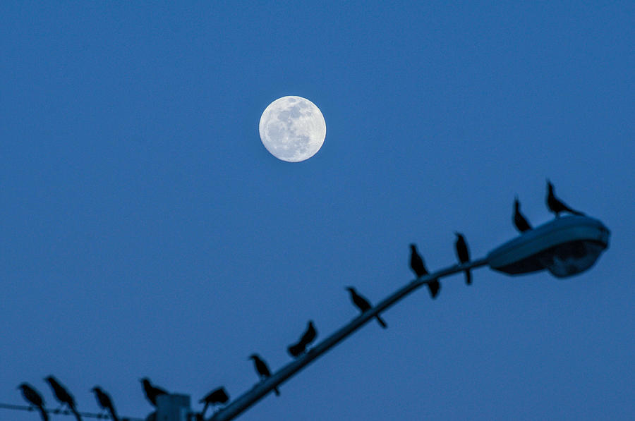 Crows Moon Photograph by Terrence Downing | Fine Art America