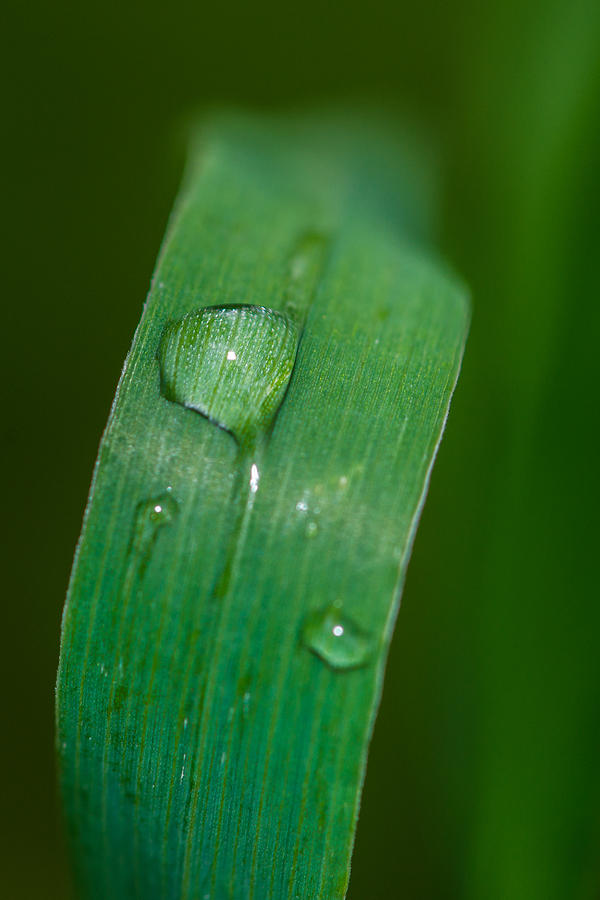 Crying Grass Featured 2 Photograph By Alexander Senin