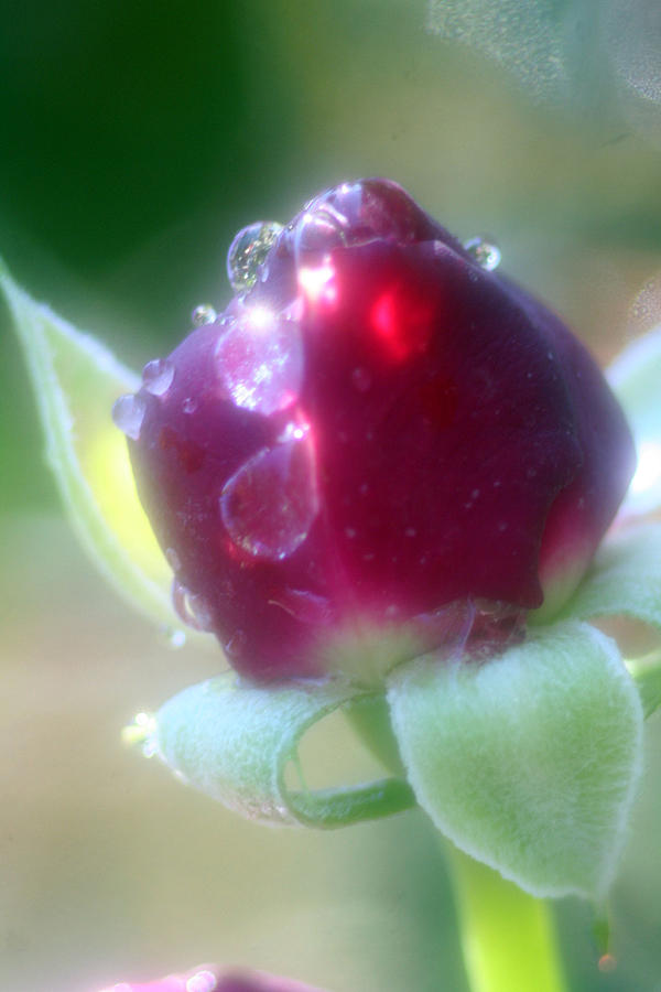Crying Rose Photograph by Ronald Hunt - Pixels