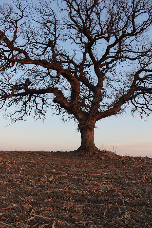 Cryptic Tree Photograph by Kellan Ehrich - Fine Art America