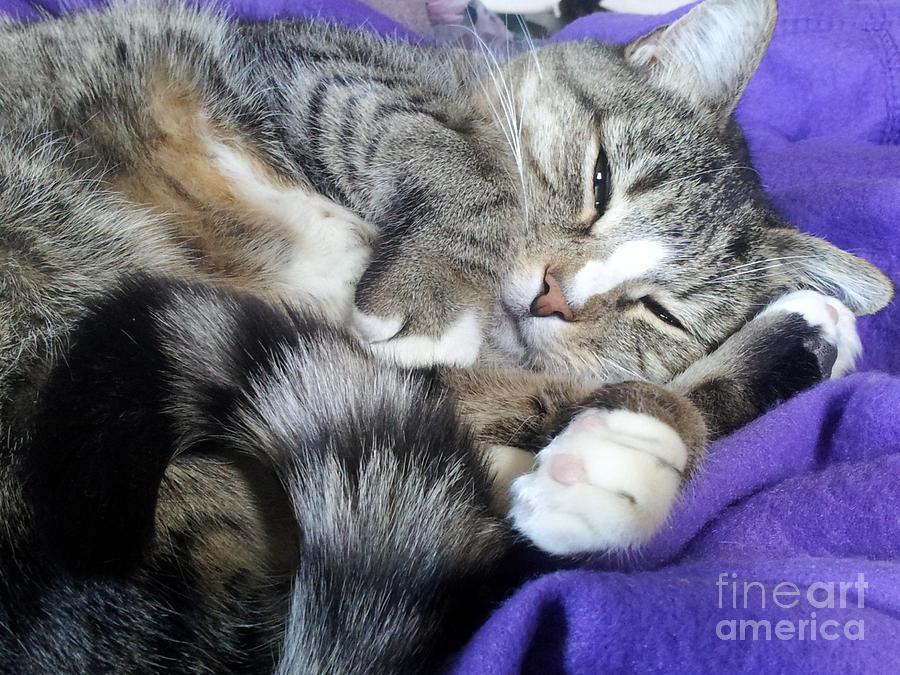 Cuddle Bug Photograph by Isis Stevens - Fine Art America