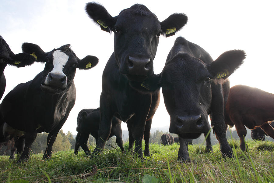 Curious cows Photograph by Ulrich Kunst And Bettina Scheidulin