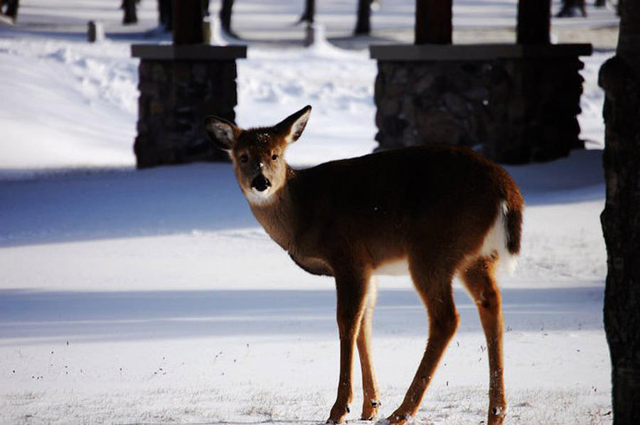 Curious Deer Photograph by Kat Kendra - Fine Art America