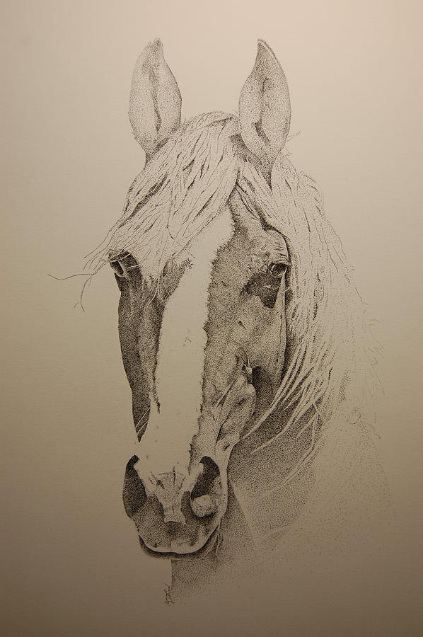 Curious Drawing by KT Bird - Fine Art America