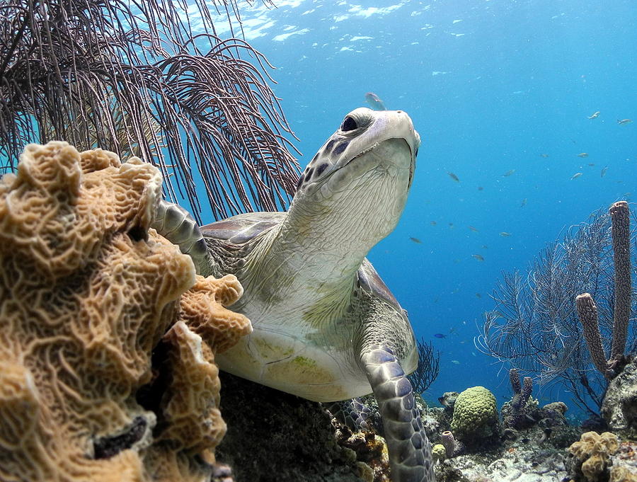 Curious Turtle Photograph by David Ray | Fine Art America