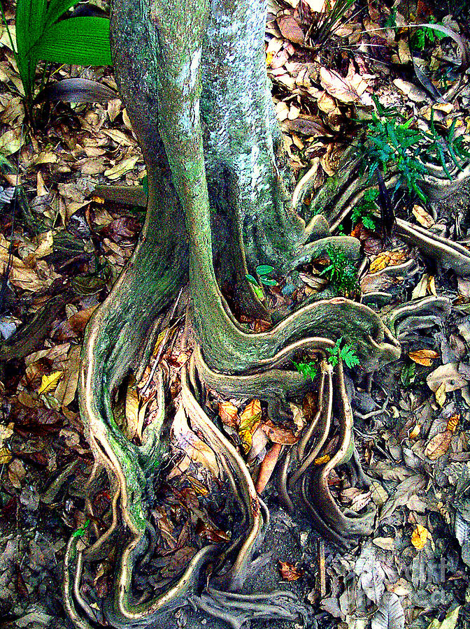 Curly Tree Roots Photograph by John Potts - Pixels