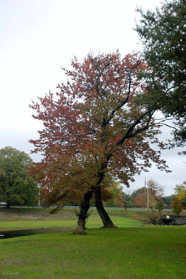 Curve Trees Photograph by Rob Hans - Fine Art America