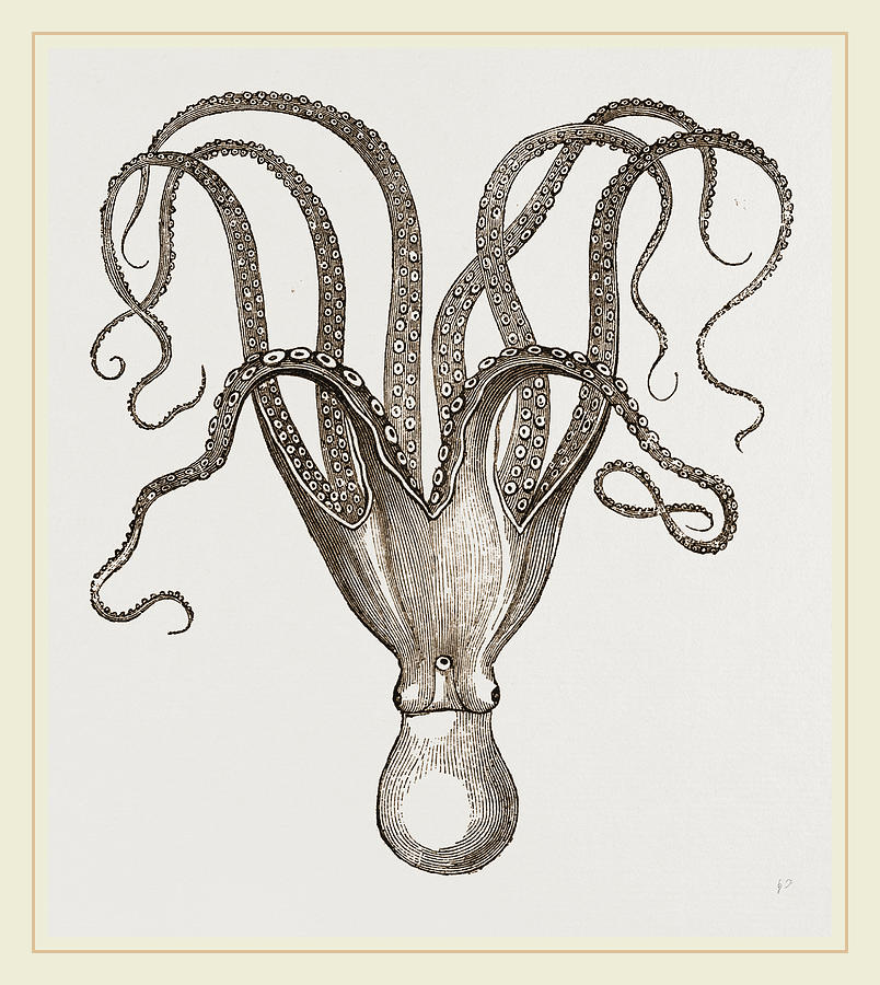 Cuttle-fish Drawing by Litz Collection - Pixels