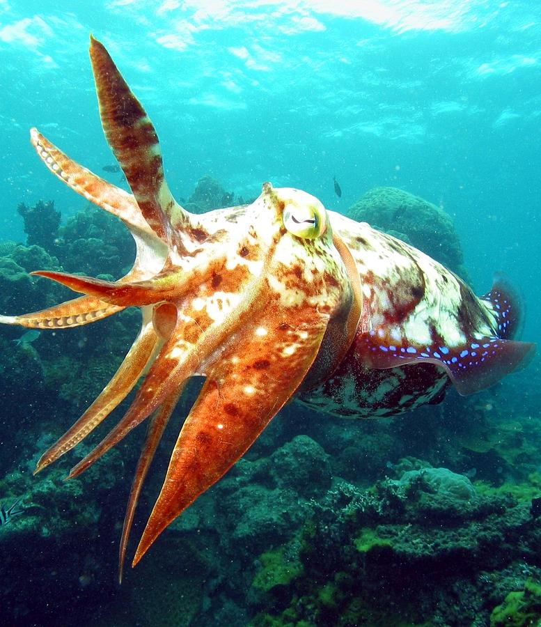 Cuttlefish Photograph by Casey Herbert - Pixels
