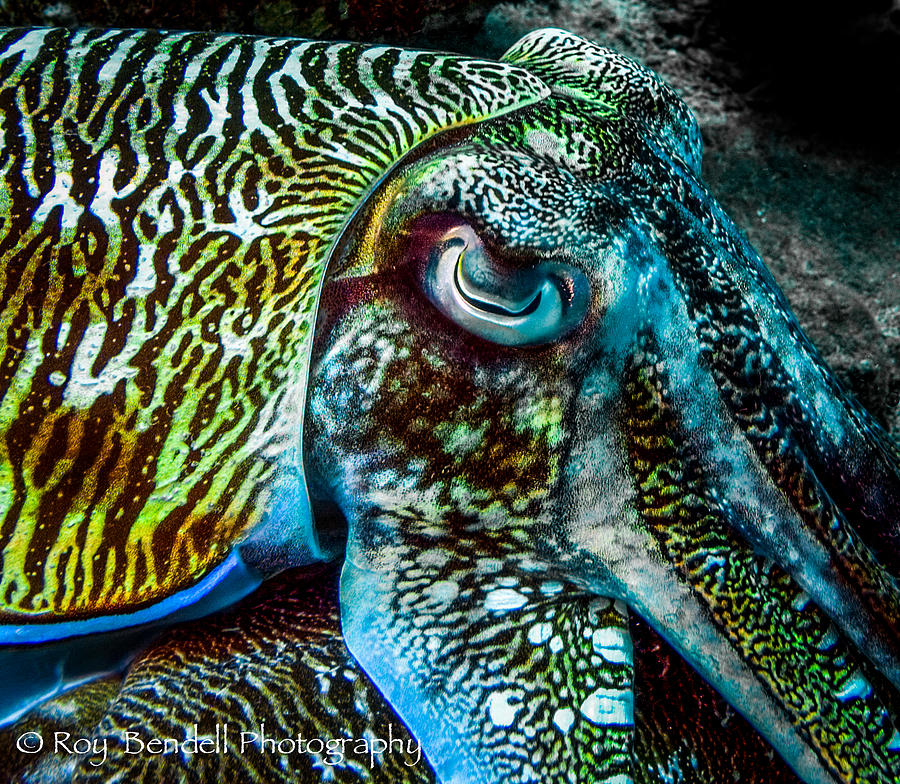 Cuttlefish Close up Photograph by Roy Bendell - Fine Art America