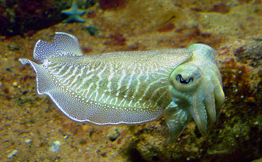 Cuttlefish Photograph by John Topman - Fine Art America