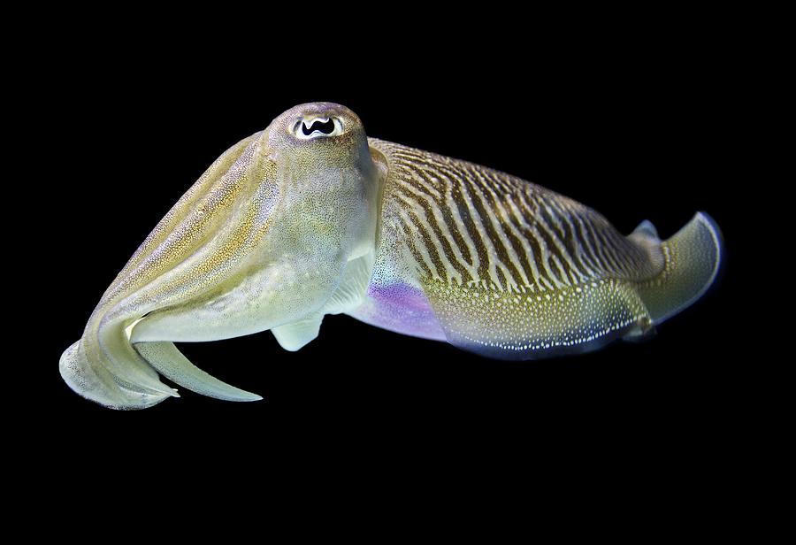 Cuttlefish Photograph by Science Photo Library - Fine Art America