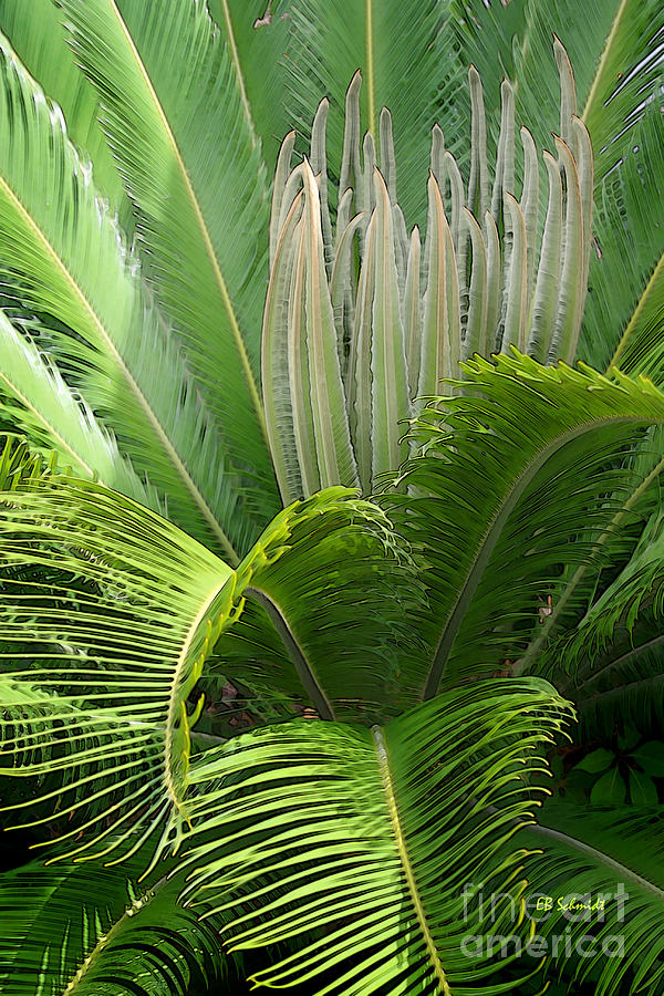 Cycad Digital Art by E B Schmidt - Fine Art America