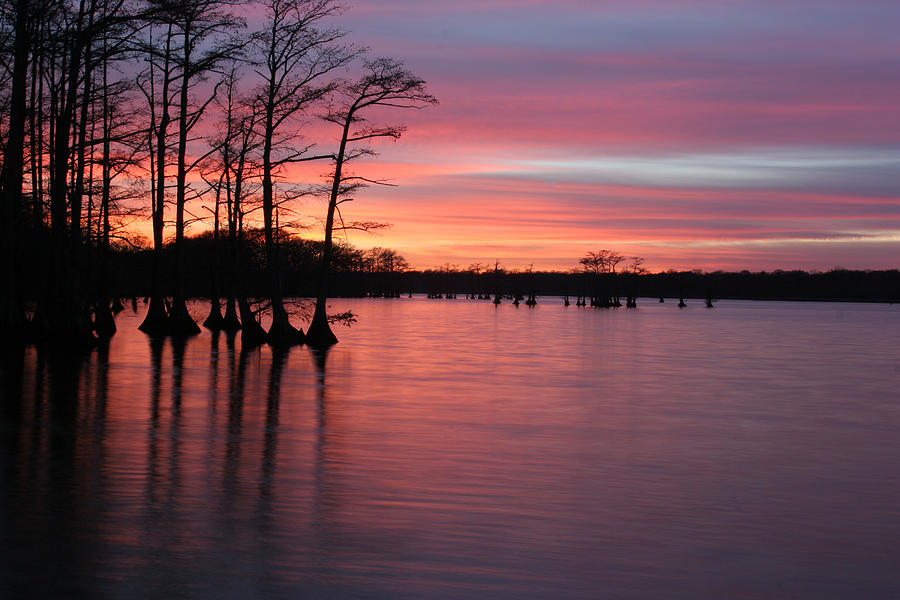 Cypress Sunset Photograph by Teresa Moore - Fine Art America