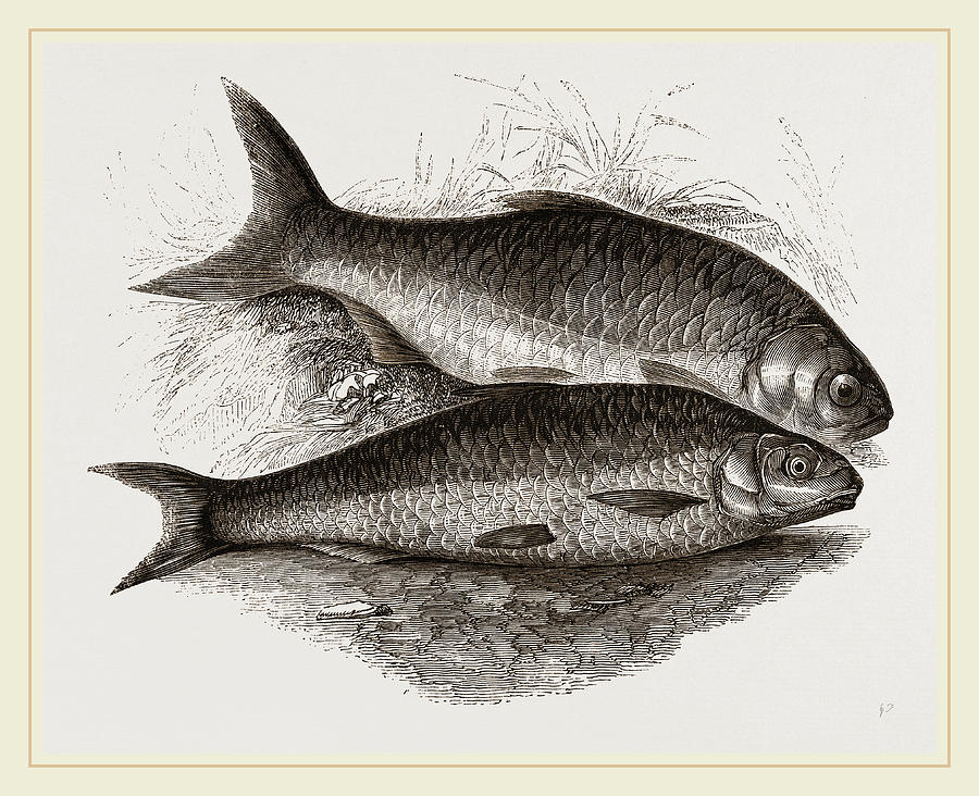 Dace And Roach Drawing by Litz Collection - Fine Art America