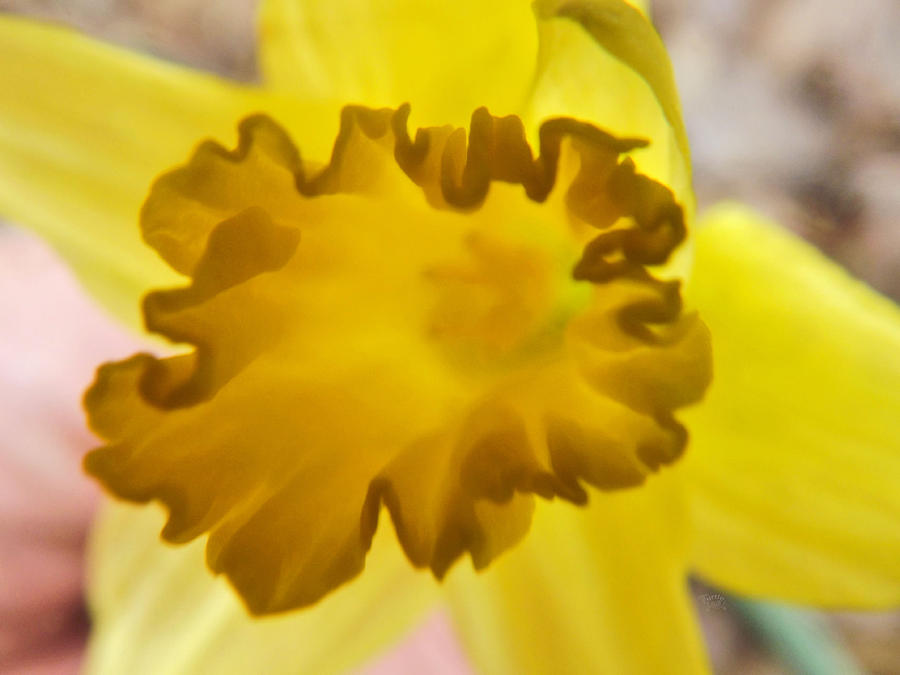 Daffodil Face Photograph by Turtle Mull - Fine Art America