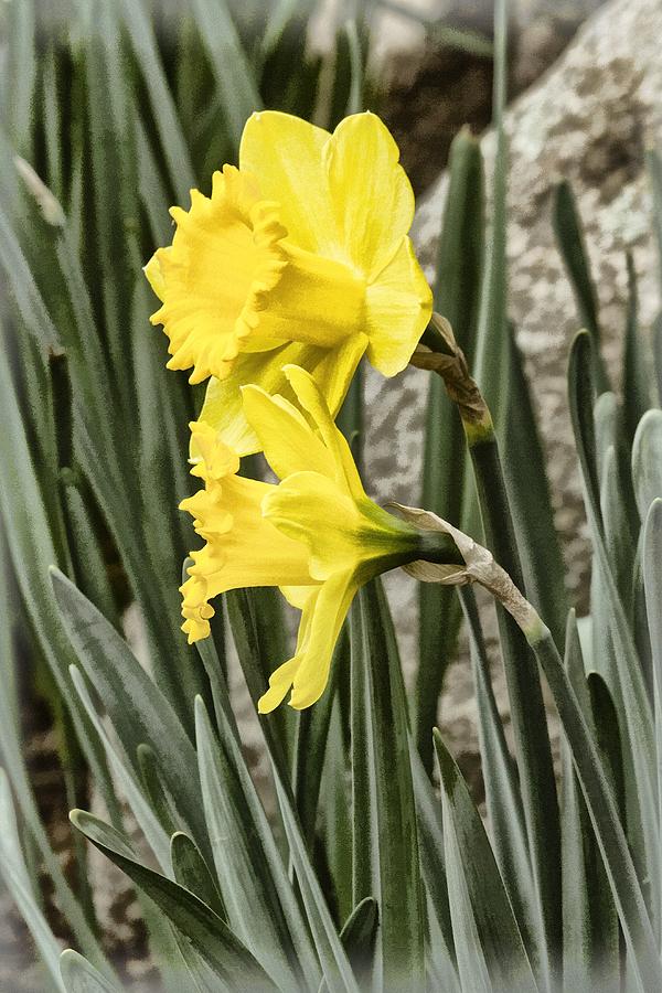 Daffodills Side View Photograph by Constantine Gregory - Fine Art America