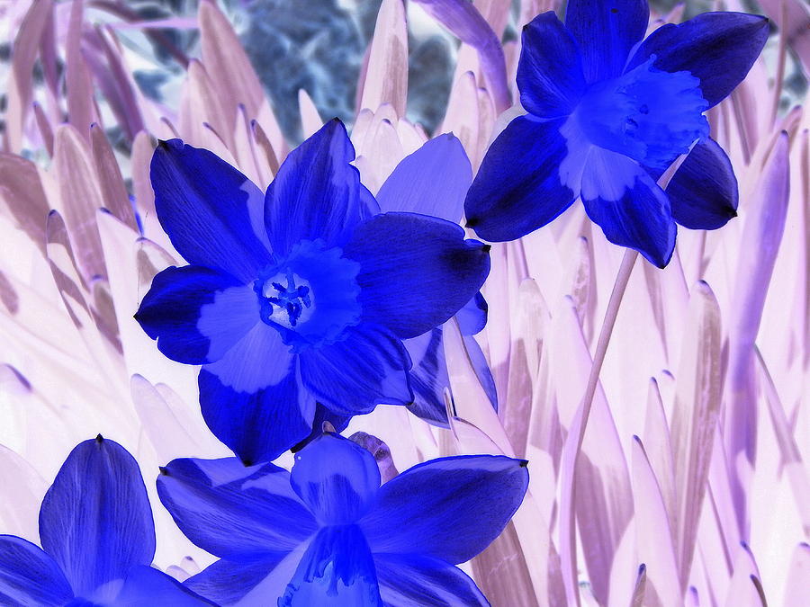 Daffodils.2 Photograph by Constance Jackson - Fine Art America