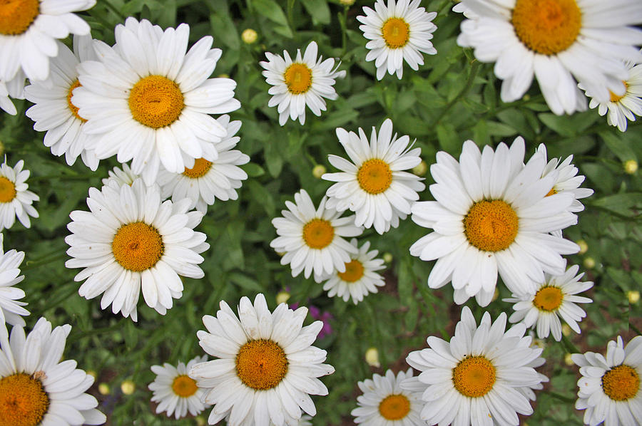 Daisy Bloom Photograph by Eric McGrath - Fine Art America
