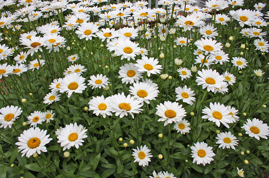 Daisy Field Photograph by Eric McGrath - Fine Art America