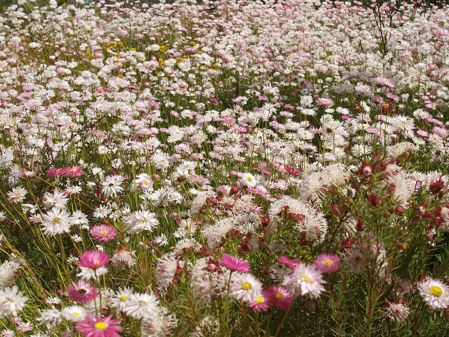 Daisy Field Photograph by Michaela Perryman - Fine Art America