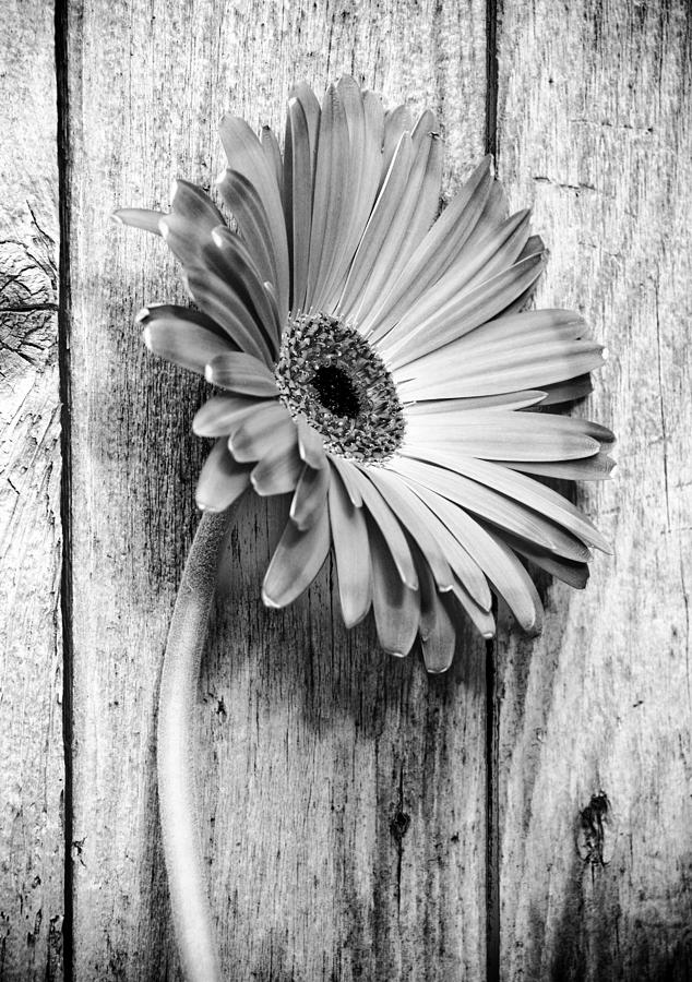 Daisy On Wood Photograph By John Henkel Fine Art America